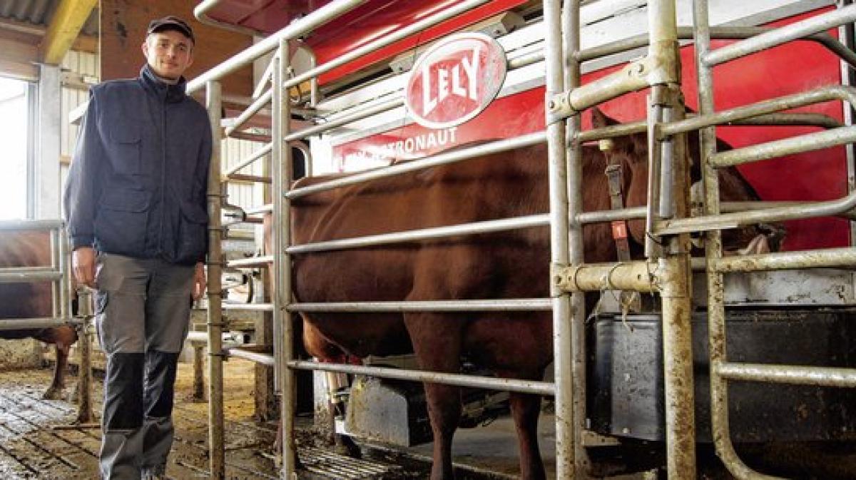 Roboter im Kuhstall sorgen für gesundes Melken