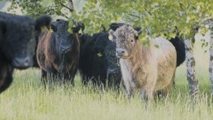 Weidetiere und ihren Nachwuchs hautnah erleben