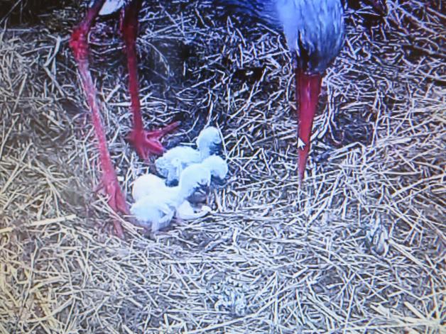 So lebt Familie Storch in Heede