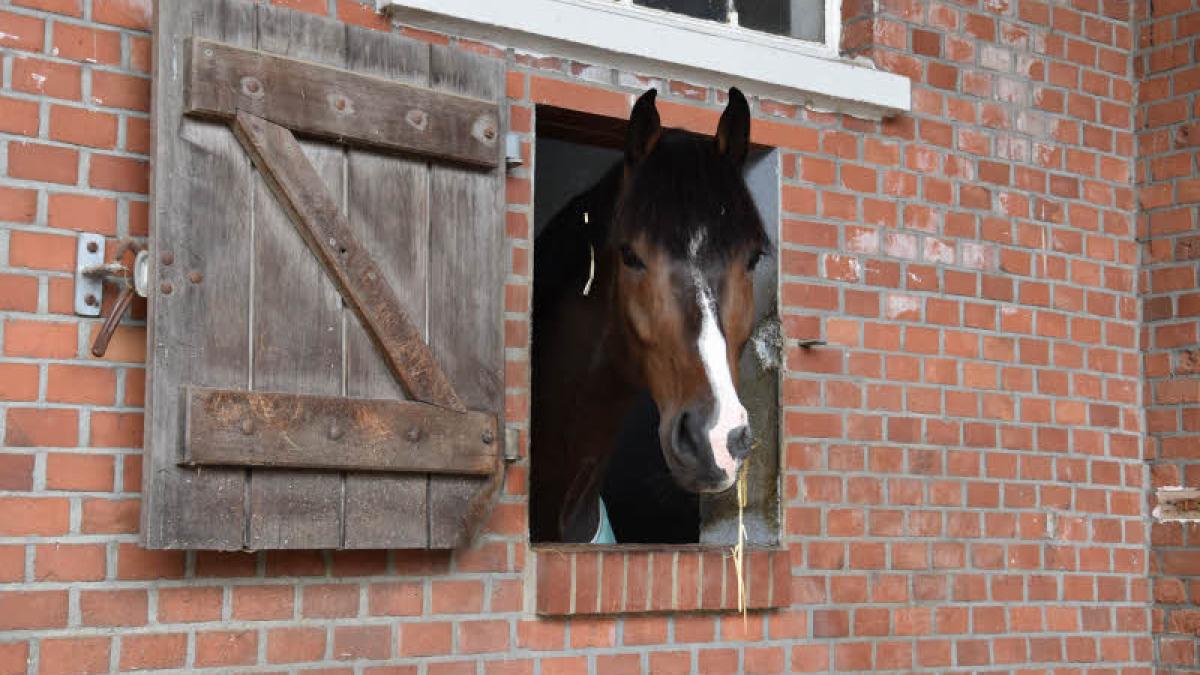 Wenn eine Reithalle zum Konzertsaal wird