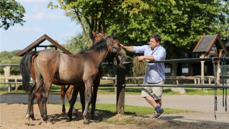 Gestüt Ismer aus Ströhen züchtet Pferde für