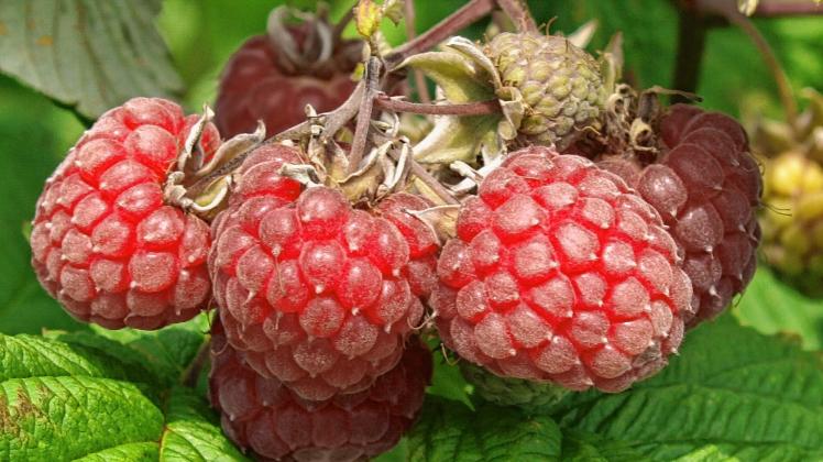 "Himbeerglück" zum Selberpflücken