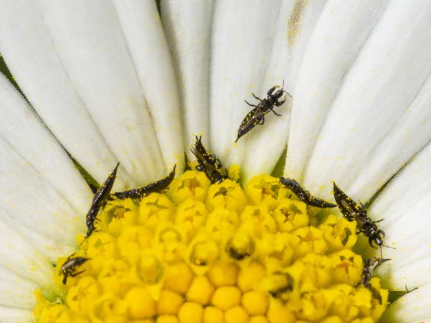 Gewitterfliegen: Woher sie kommen und warum sie uns gern kitzeln