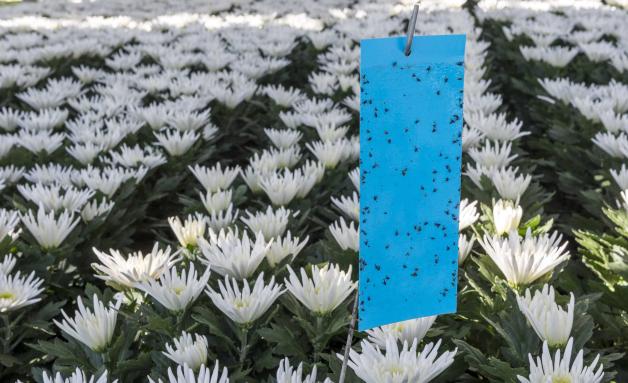 Gewitterfliegen: Woher sie kommen und warum sie uns gern kitzeln