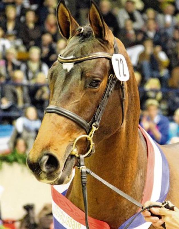 Die Halle tobte bei Quvee Prestige | SHZ