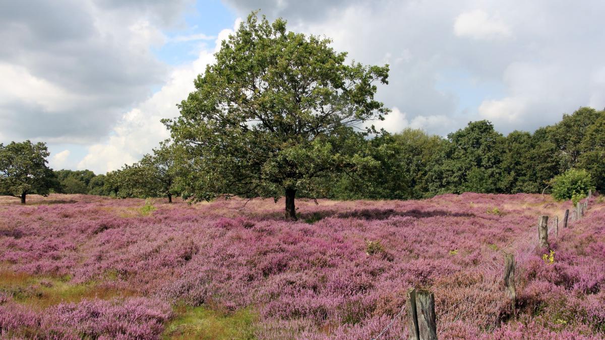 Heide bei Sorgwohld in voller Blüte