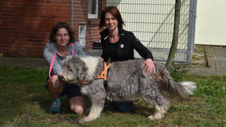 Tierheim Sylt: Eine zweite Chance