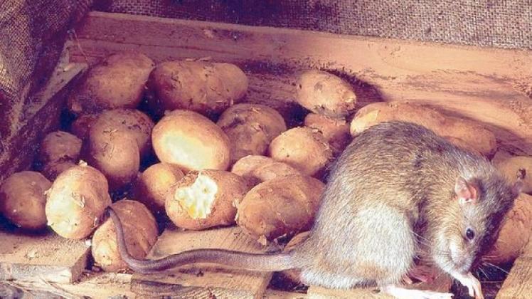 Ratten geht es an den Kragen | SHZ