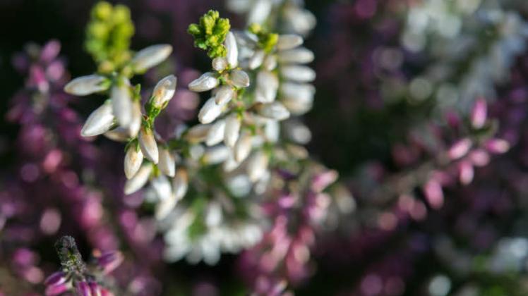 Umfangreiche Instandsetzungsmaßnahmen für die Sylter Heide