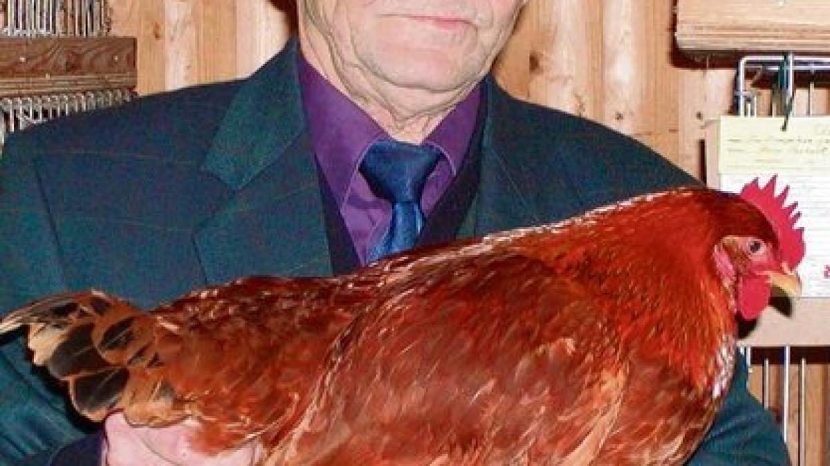 125 Jahre Geflügelzüchter Eddelak: Am Wochenende wird gefeiert