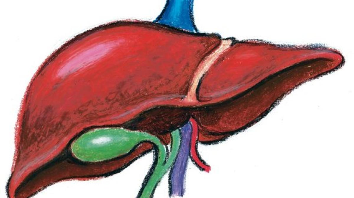 Die Leber - Das Zentrum des Körpers