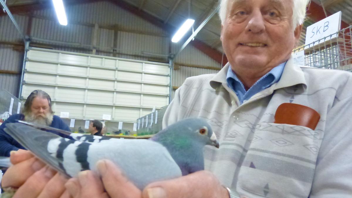 Neumünsters Brieftauben auf dem Catwalk