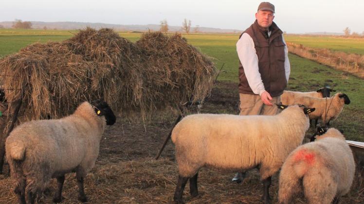 DNA-Beweis – Gunnar Springers Schafe wurden von einem Wolf getöte