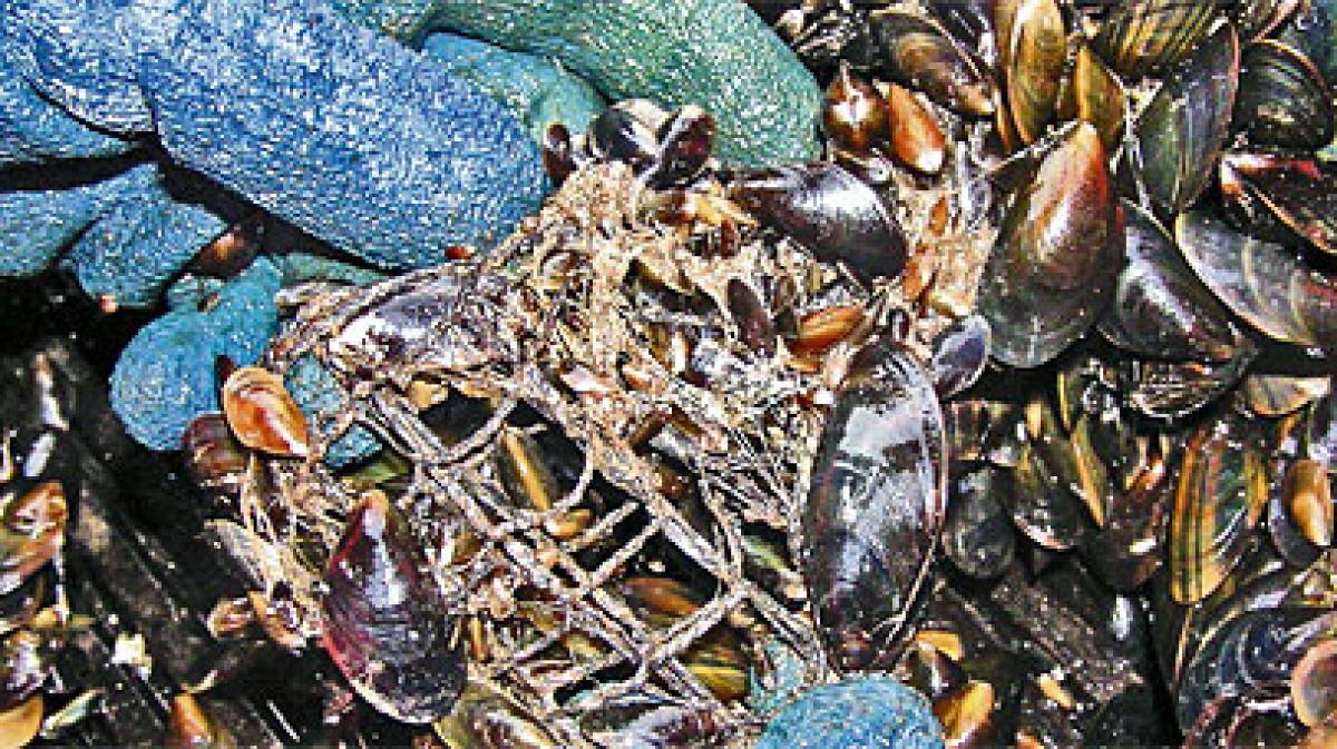 Die erste Bio-Muschel kommt aus Kiel