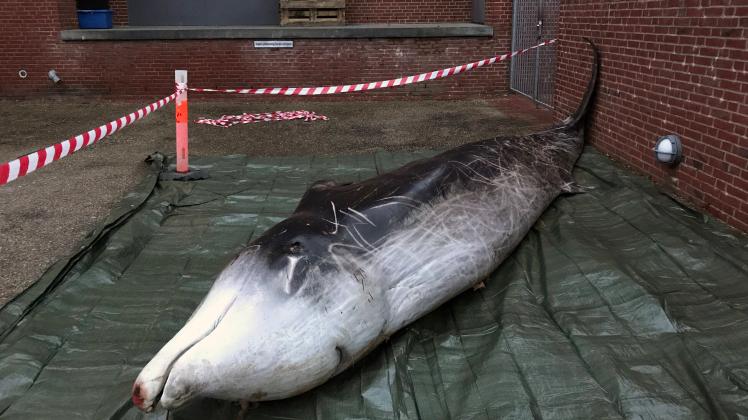 Dänemark: Seltener Wal am Strand von Röm gefunden