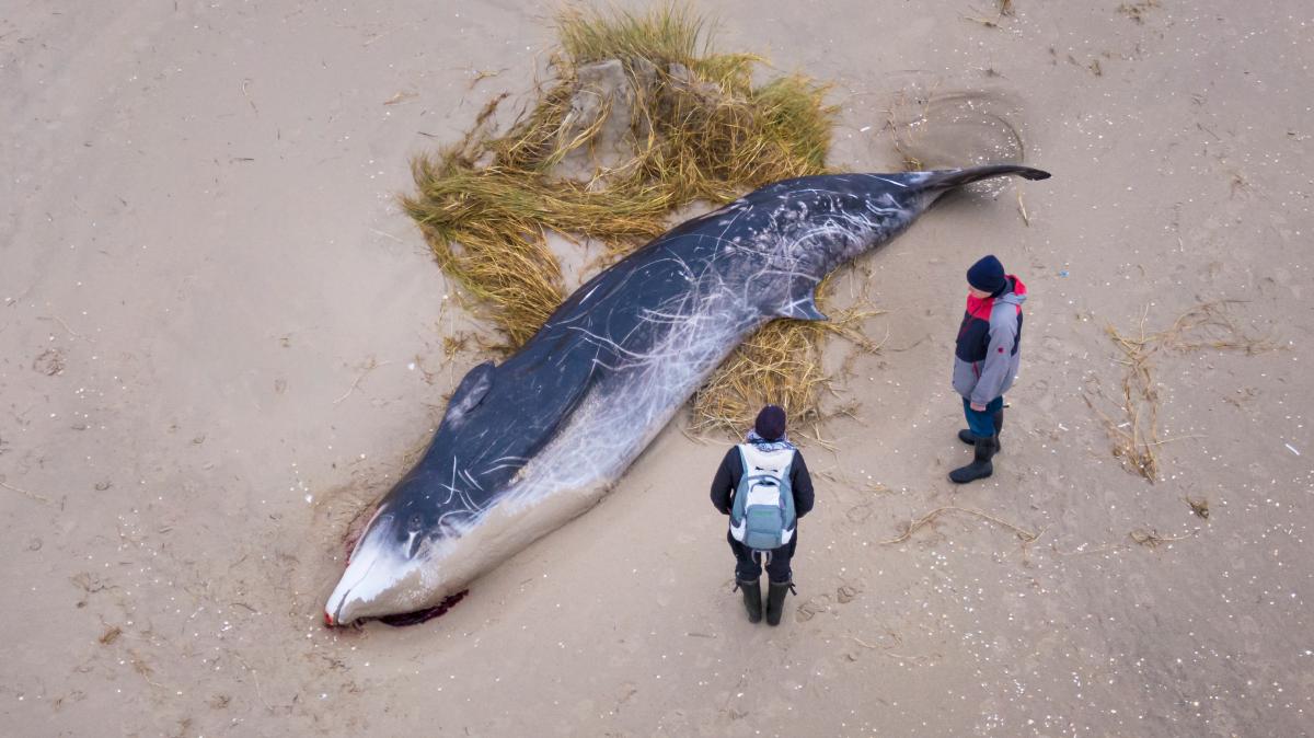 Sylter Fotograf Ralf Meyer findet Schnabelwal auf Röm