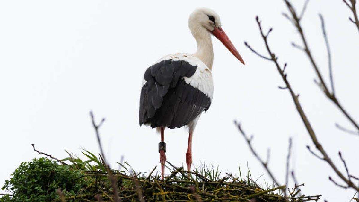 Die ersten Störche haben die Horste schon besetzt | SHZ