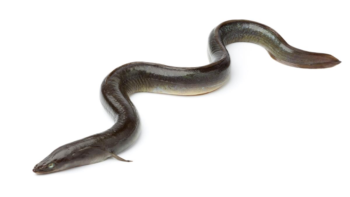 Das geheime Leben der Aale