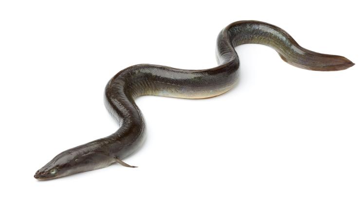 Das geheime Leben der Aale