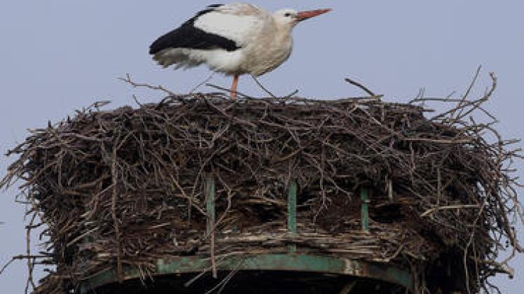 Rolf trotzt der Kälte