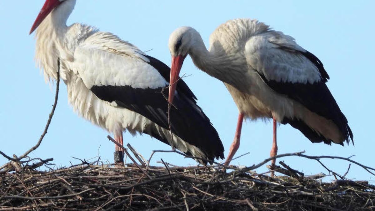 Storch Arthur ist wieder zurück in Looft