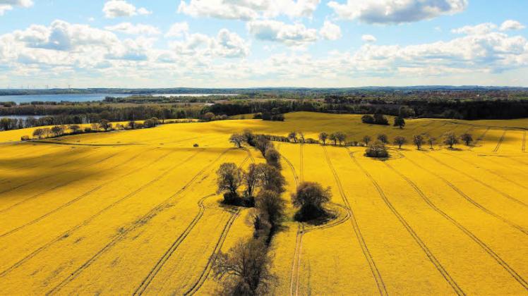 Sattes Gelb – Mario Guder hält Rapsfelder bei Hemmelmark im Foto