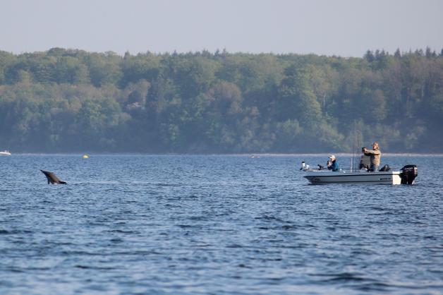 Delfin in der Eckernförder Bucht besucht Kampfschwimmer und Freiz | SHZ