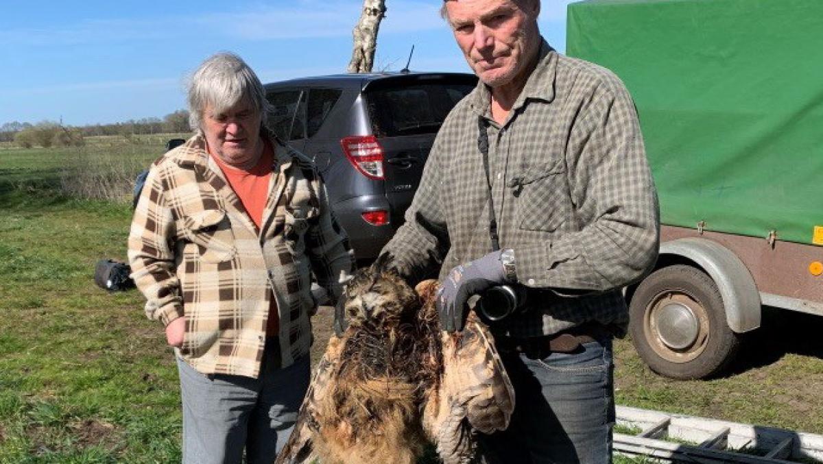 Nabu-Mitglieder finden erschossenen Uhu – Täter droht hohe Geldst