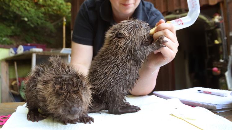 Milch für die Biber-Babys