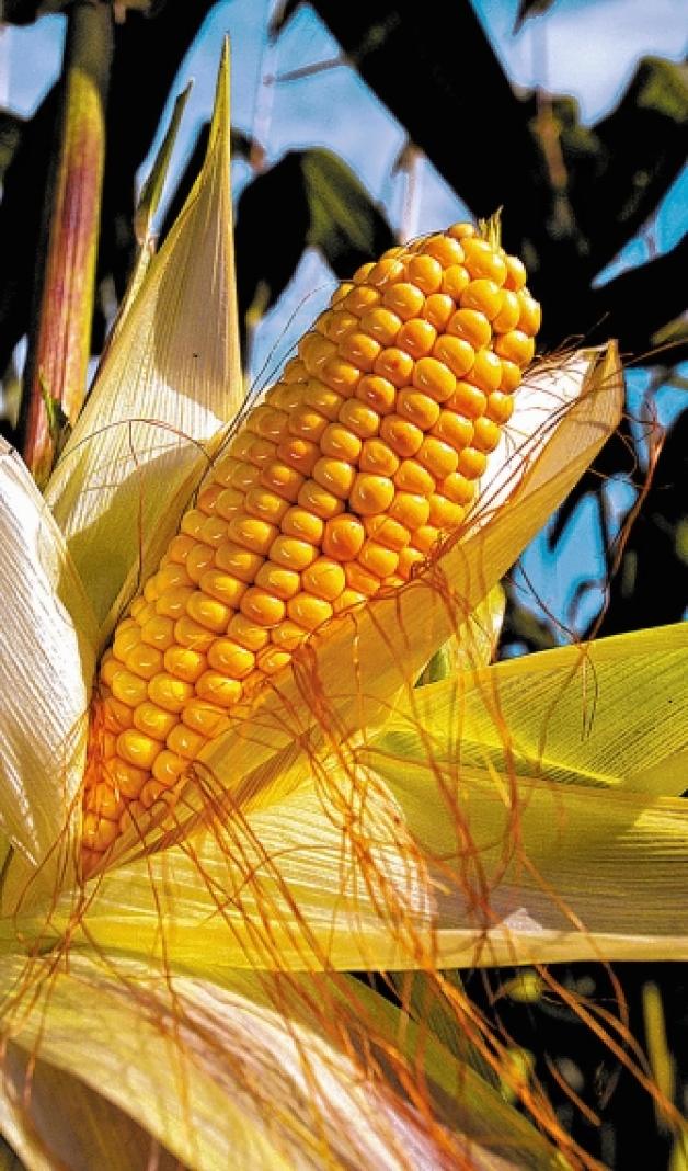 Trockene Böden bedeuten mehr Mais