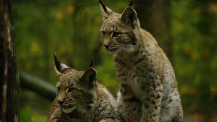 Zwei Jung-Luchse werden in Polen ausgewildert
