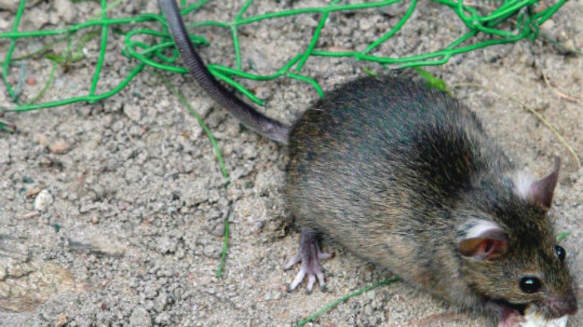 "Hero Rats": Ratten retten Leben