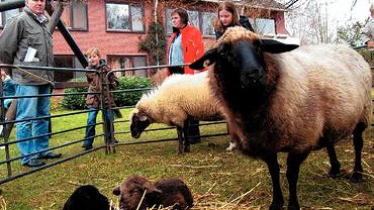 Erlenhof-Basar: Deko Elche und finnische Kissen