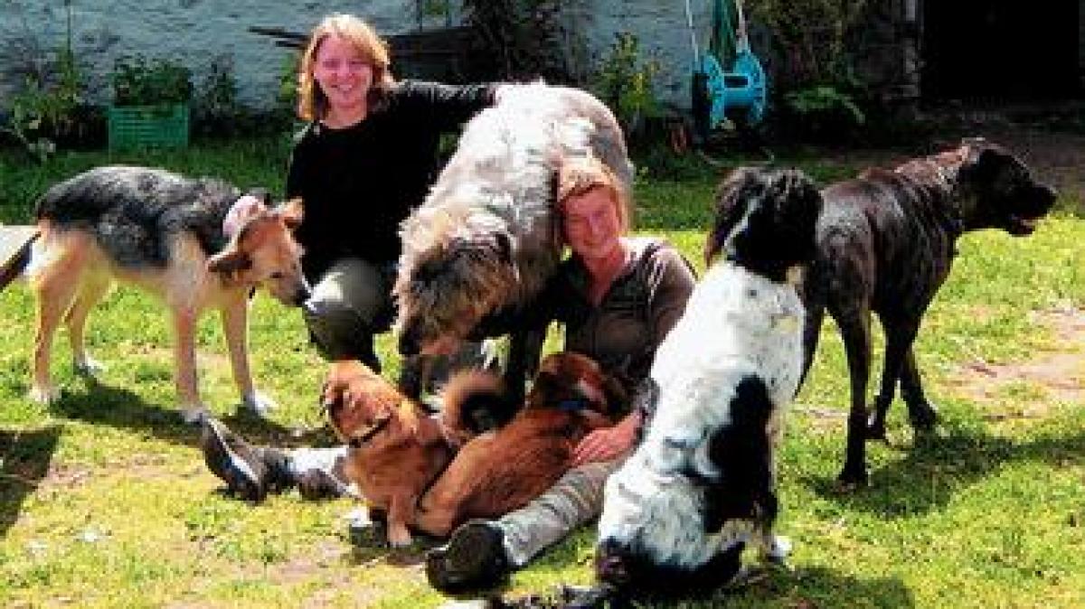 Tierheim mit 24-Stunden-Service