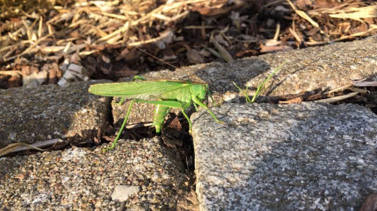 Seltener Gast – Michael Solles Begegnung mit einem Grünen Heupfer