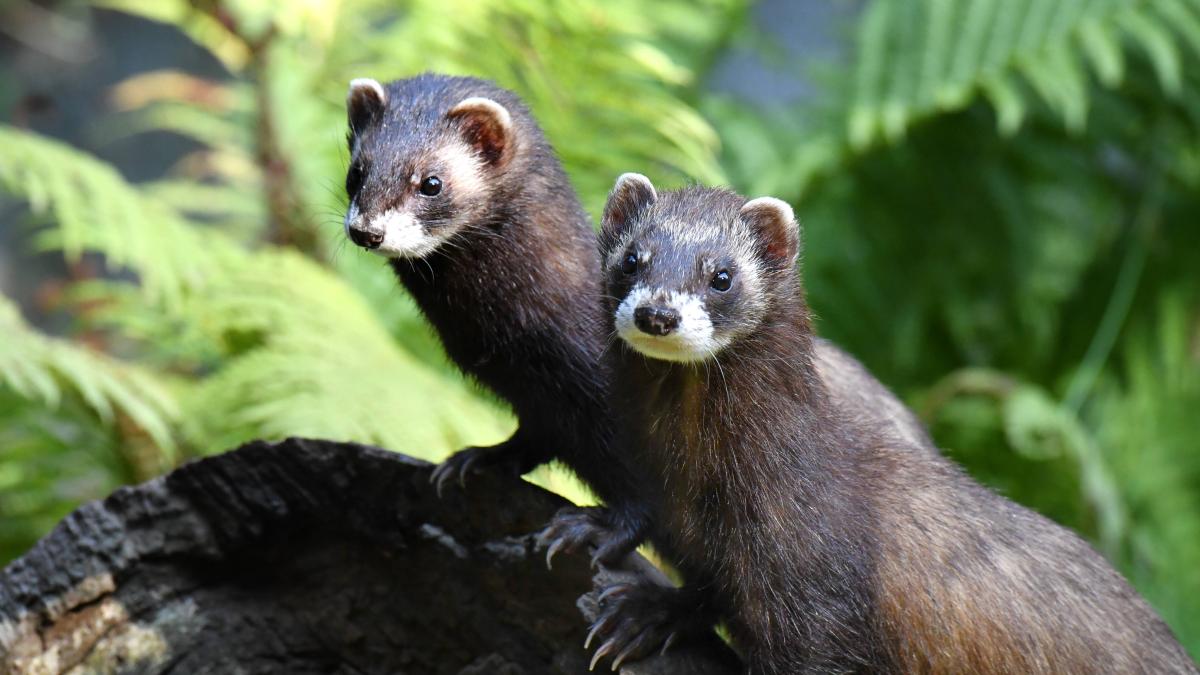 Rote Liste: 30 Tierarten in Deutschland bedroht