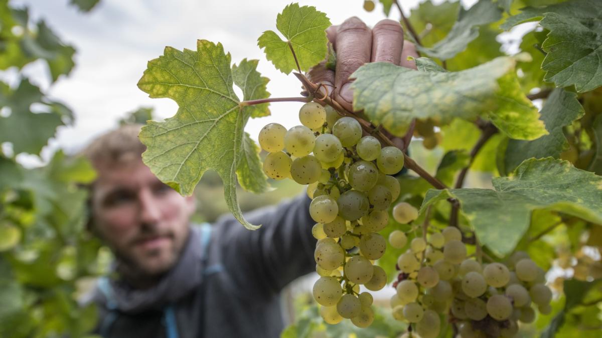 Nils Lackner: „Für die Winzer ist der Herbst vorbei“ | SHZ