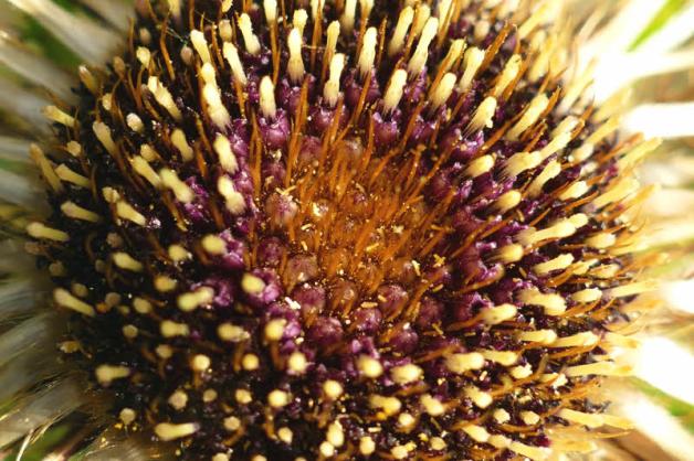 Golddistel blüht das ganze Jahr über