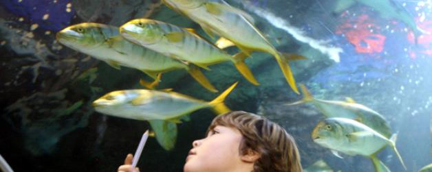 Kinder helfen beim Fische zählen im Aquarium