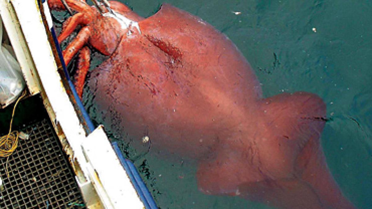 Show via Webcam: Koloss-Kalmar wird zerlegt