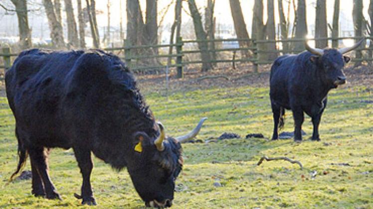 Auerochsen - Die Rückkehr der Ur-Rinder