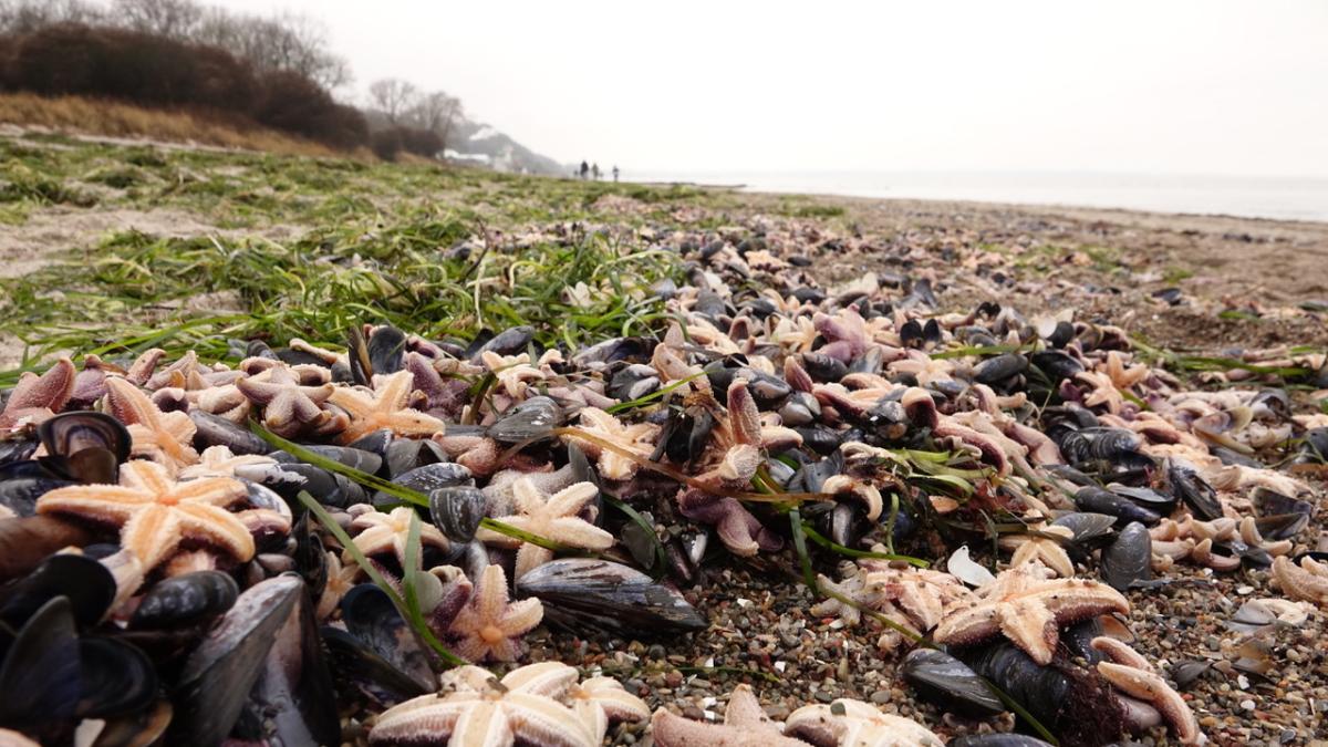 Zigtausende Seesterne in Timmendorfer Strand angespült | SHZ