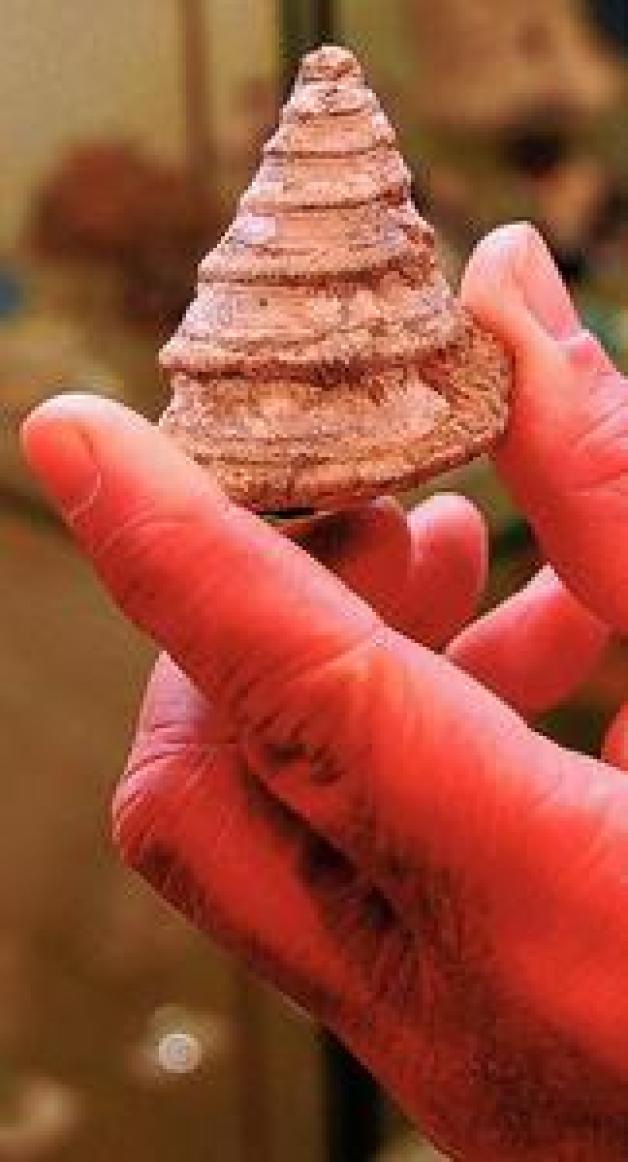 Wo 570 Millionen Jahre Erdgeschichte zu Hause sind | SHZ