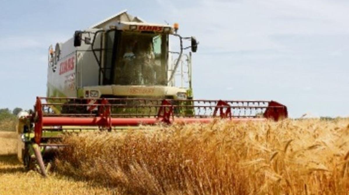 Landwirte klagen über Ausfälle beim Getreide
