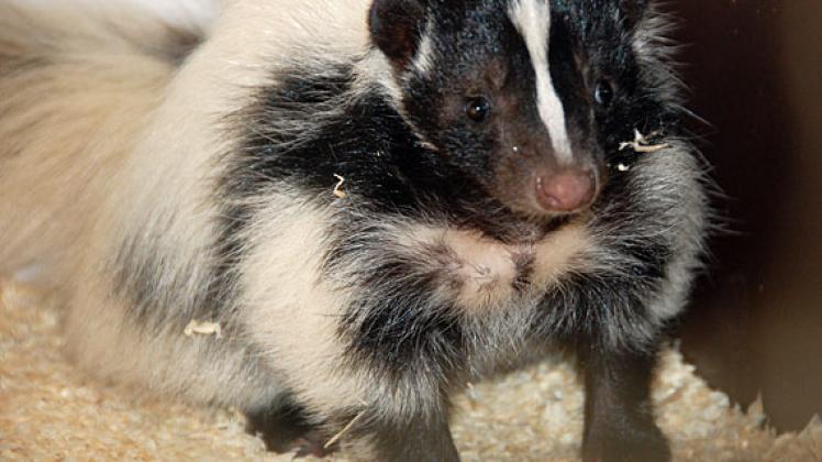Stinktier in Gärtnerei eingefangen