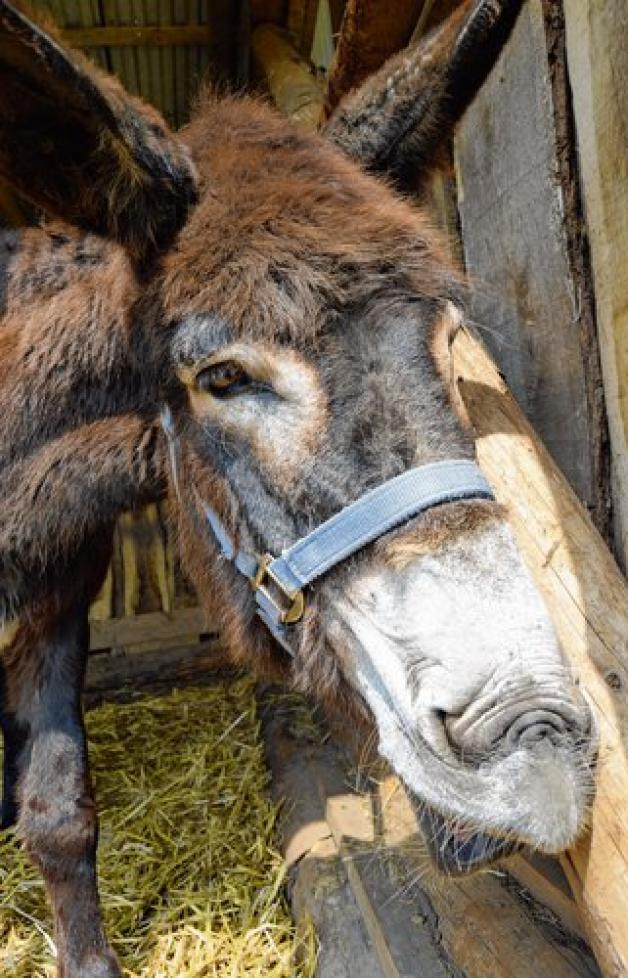 Streicheleinheiten im Stall vor der Esel-Wanderung