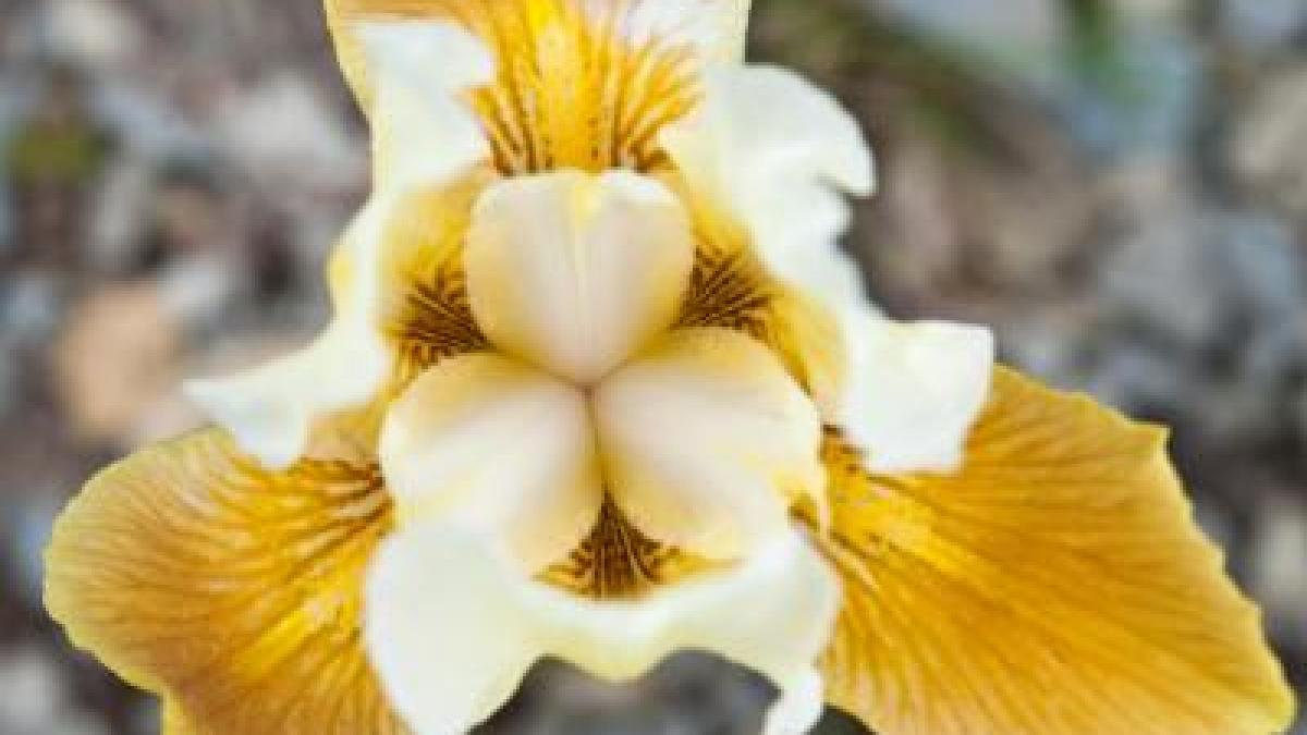 So vermehren Gärtner die Bart-Iris | SHZ