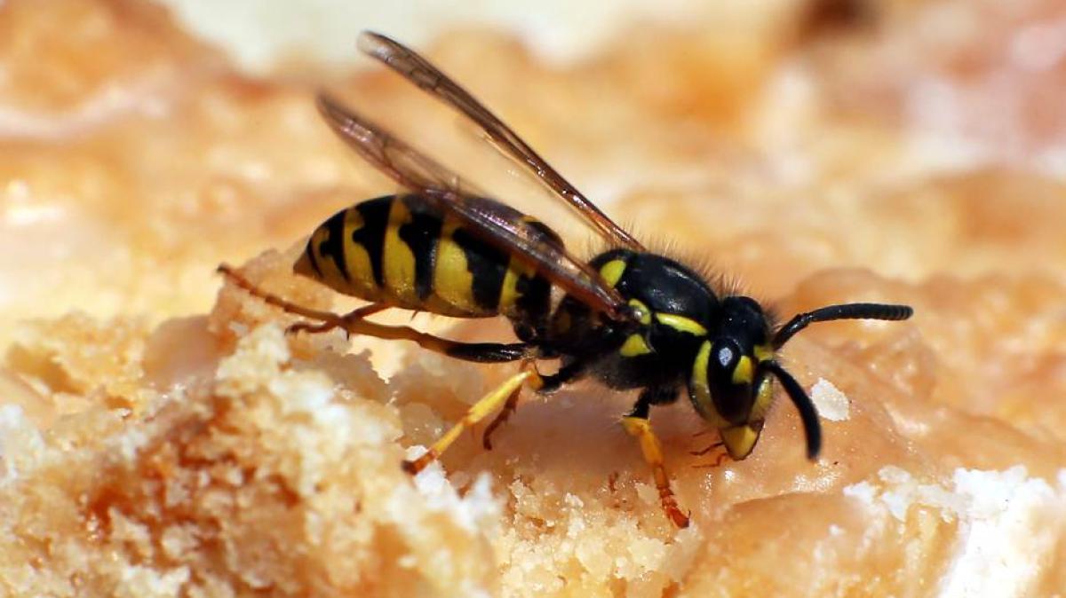 Elf Tage für einen Apfel: Wespen naschen gern süße Früchte