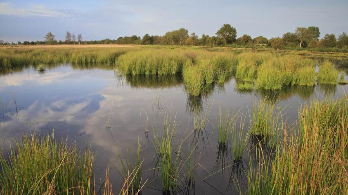 Das Hartshoper Moor wächst wieder