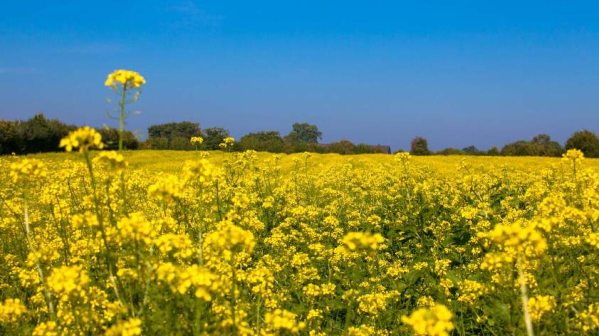 Golden blüht der Senf im Herbst